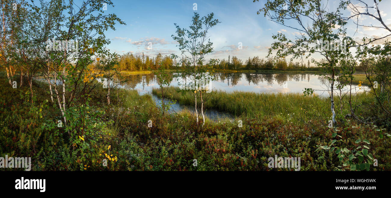Beautiful summer northern Siberian wild landscape, a lonely trees by a ...