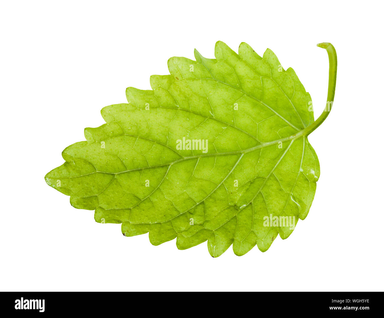 back side of green leaf of lemon balm (melissa officinalis) herb ...