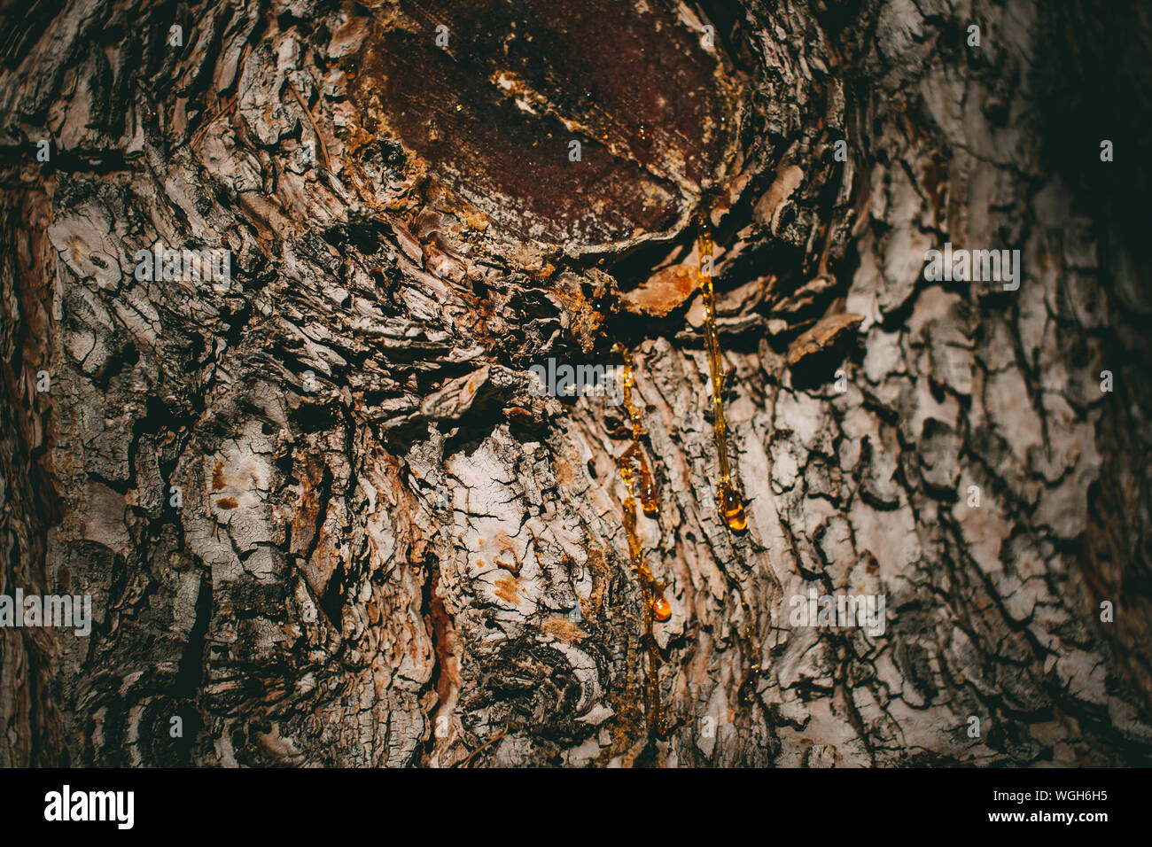 Plant rosin tree hi-res stock photography and images - Alamy