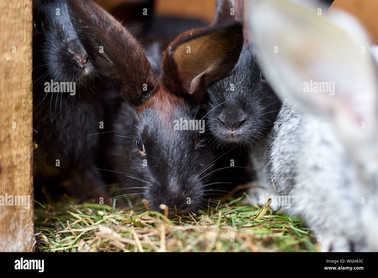 Bunny eating plant hi-res stock photography and images - Alamy