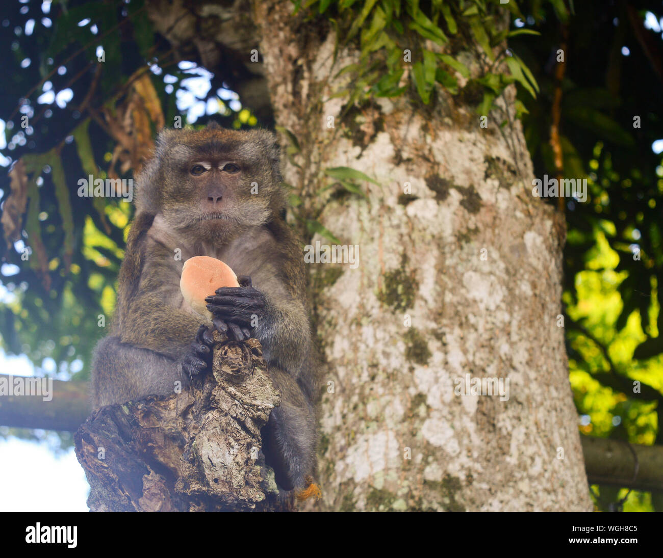 Monkey bread tree hi-res stock photography and images - Alamy