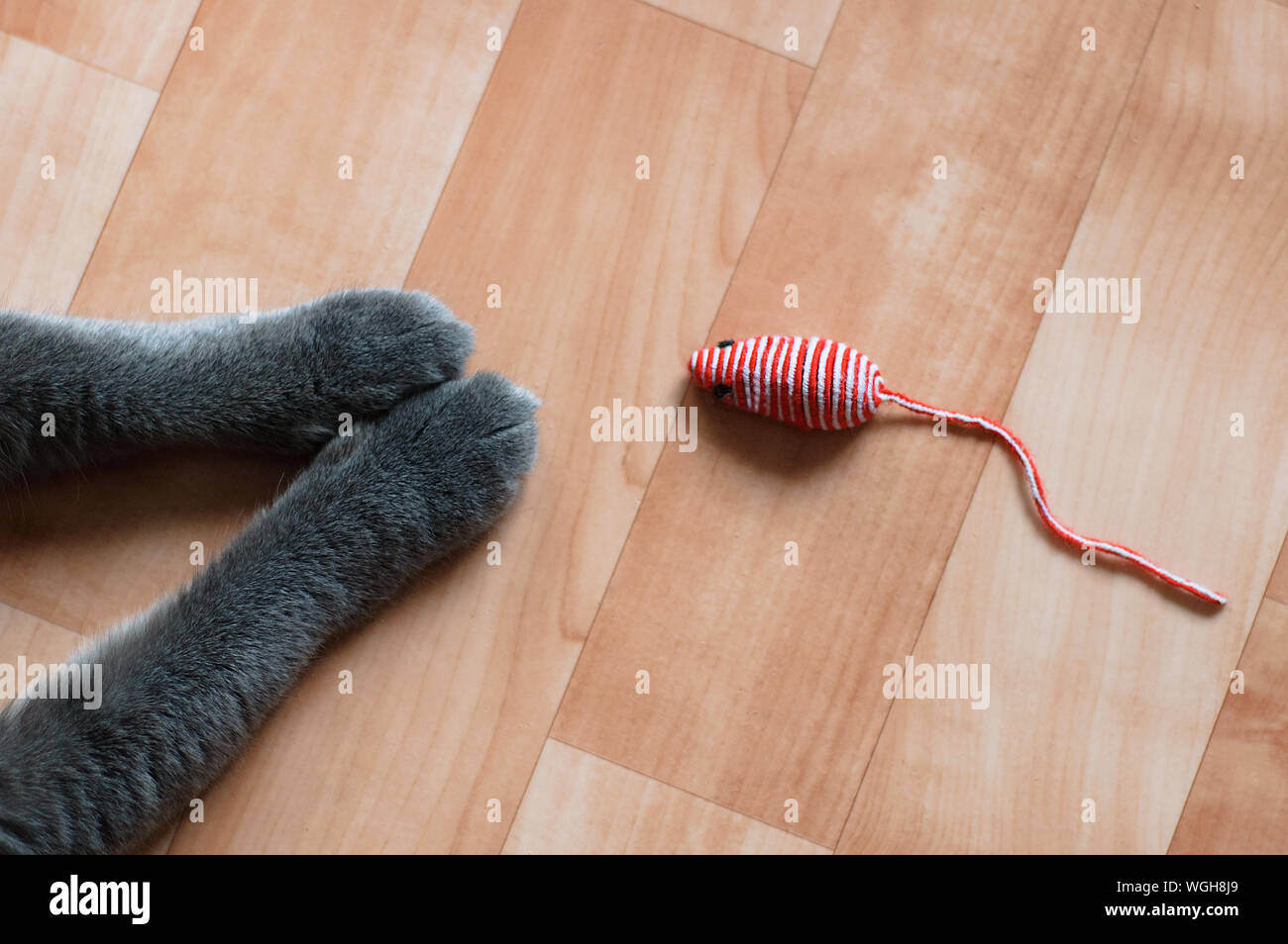 Cats paws and a toy mouse on the floor. View from above Stock Photo - Alamy