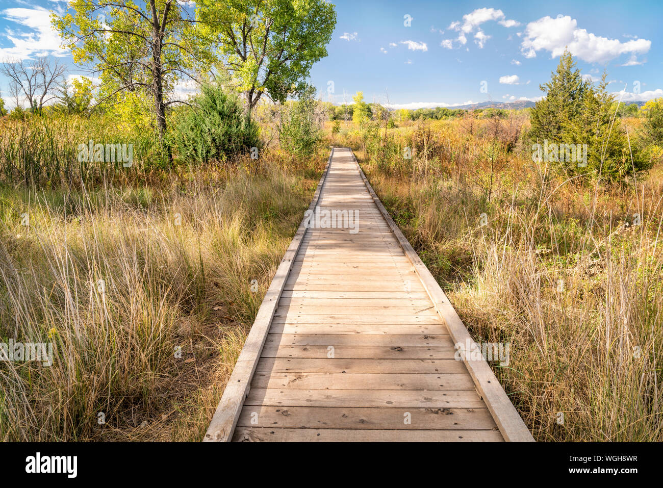 nature trail - wooden boardwalk path through wetlands in a fall scenery ...