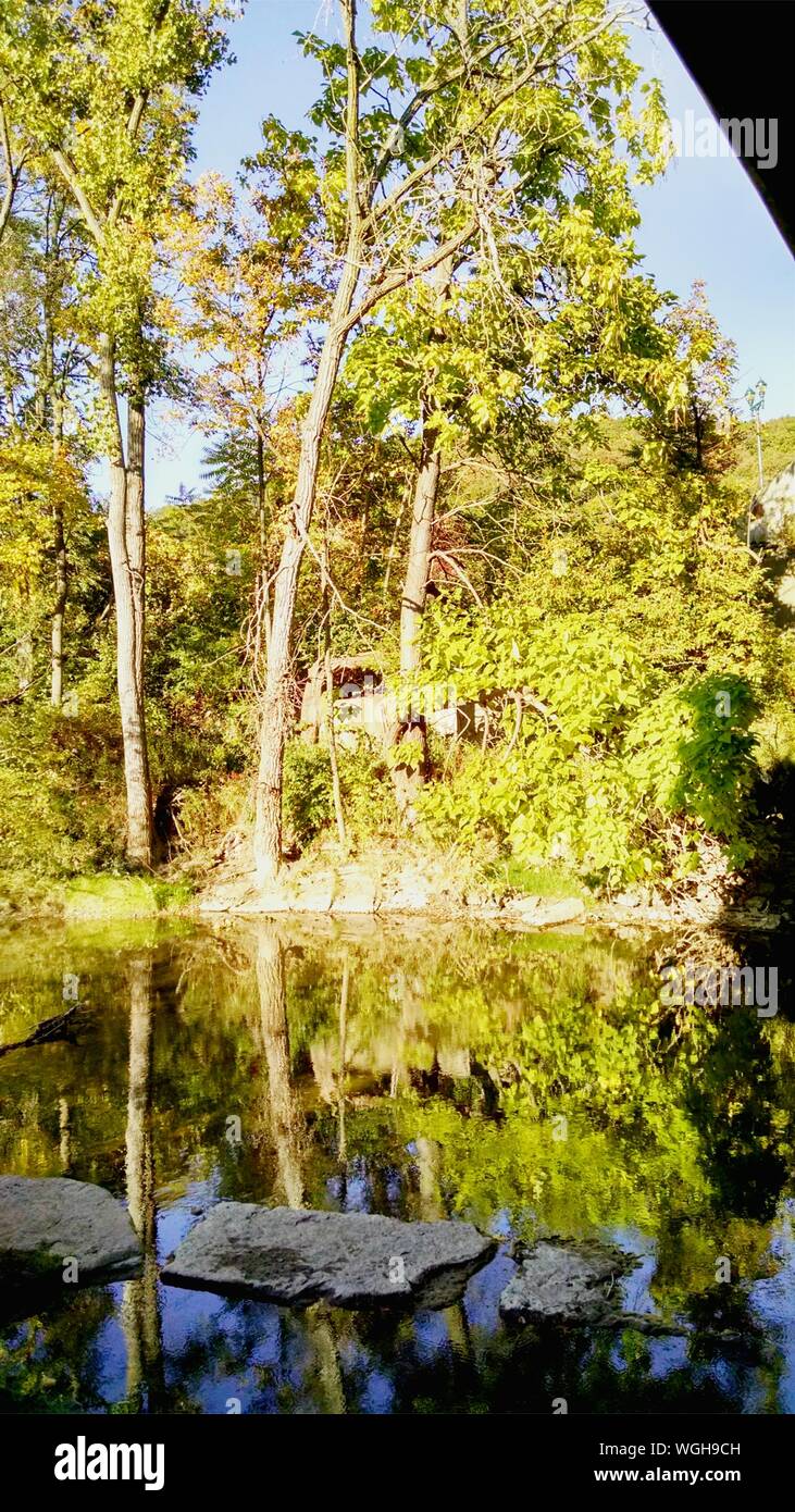 Green trees by the lake hi-res stock photography and images - Alamy