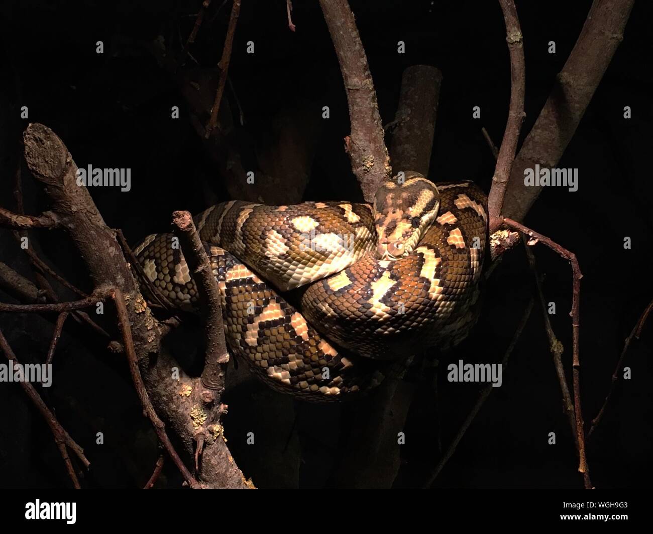 Rolled snake hi-res stock photography and images - Alamy