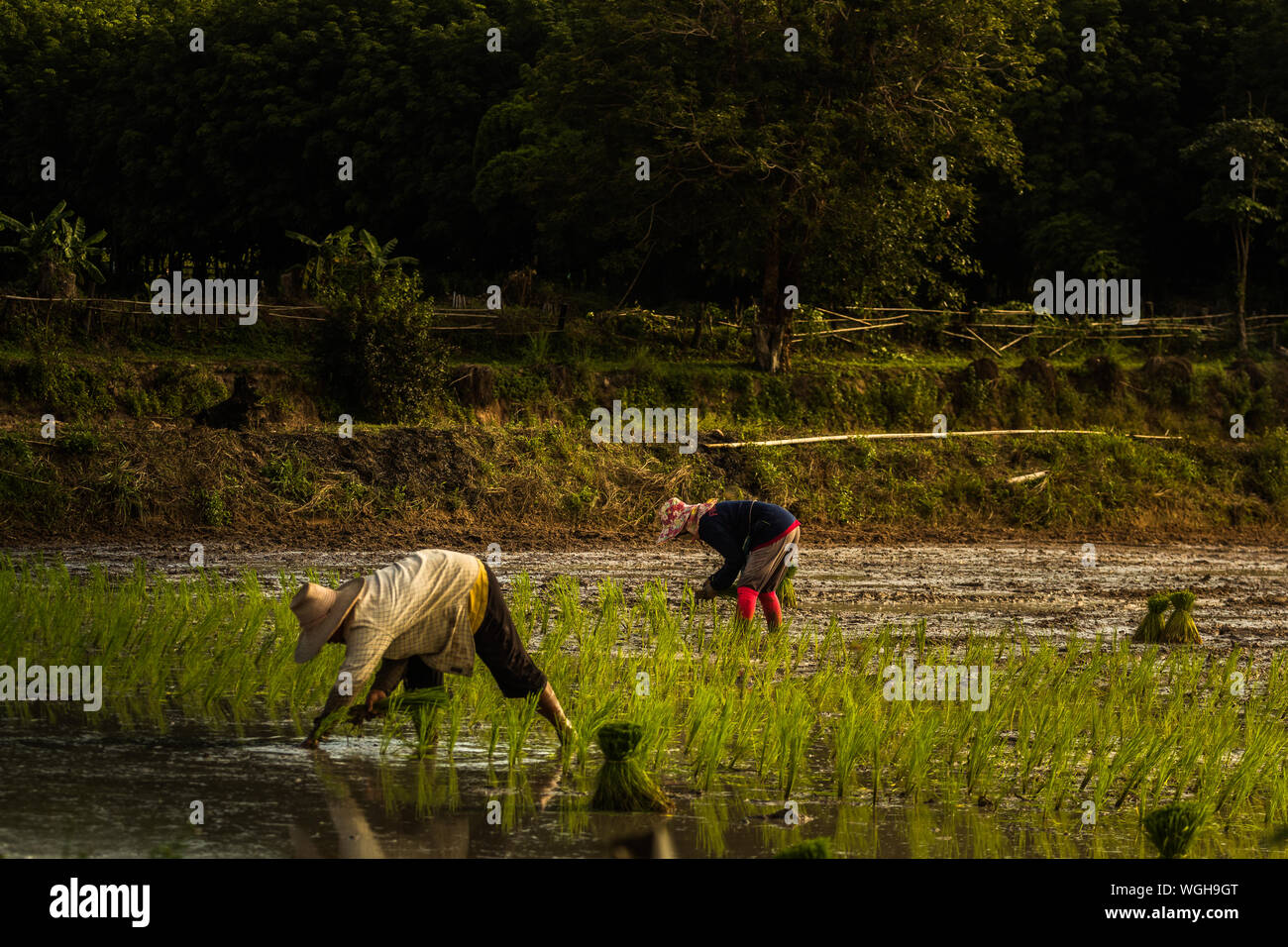 Working agriculture hi-res stock photography and images - Alamy