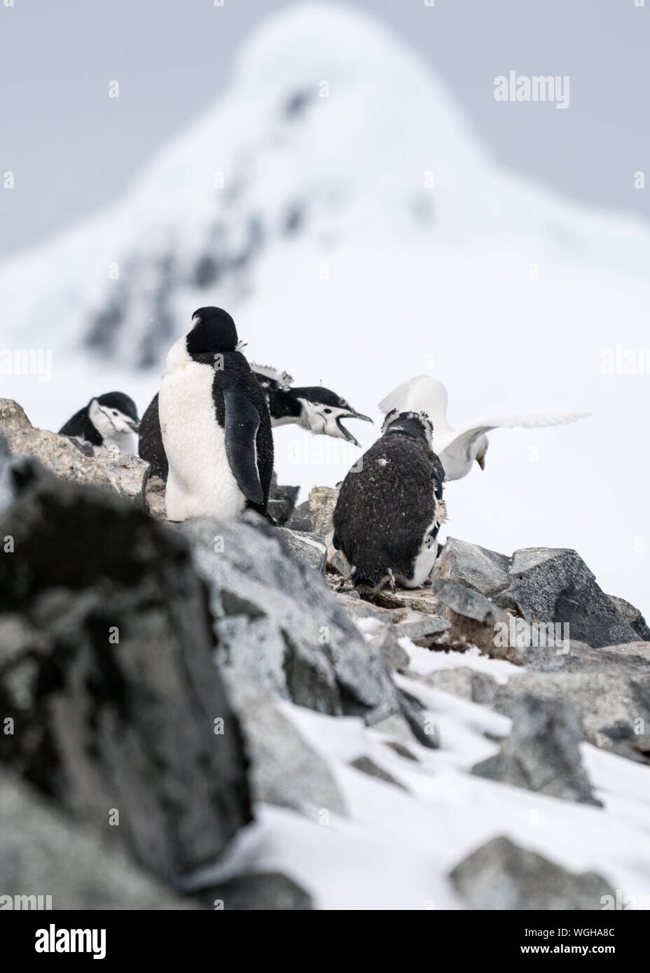 Birds mountain hi-res stock photography and images - Alamy