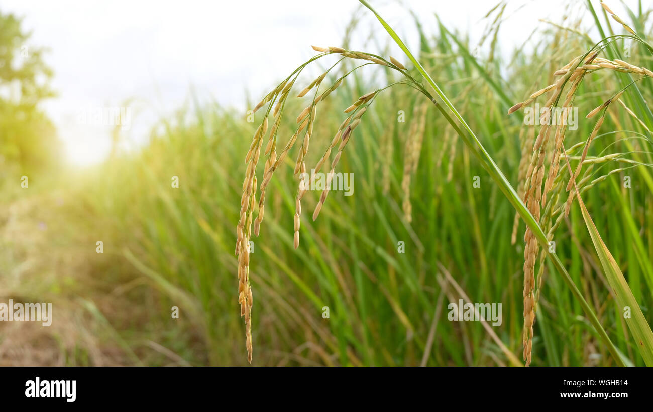 Asian fresh organic Jasmine Rice in the green paddy rice field on ...