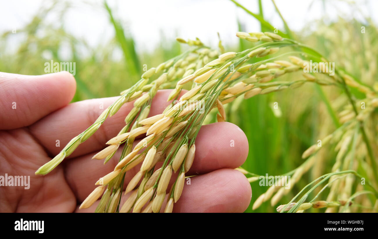 Hand tenderly touching a young rice in the paddy field,Hand holding ...