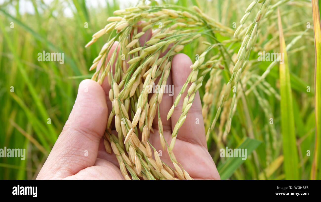 Hand tenderly touching a young rice in the paddy field,Hand holding ...