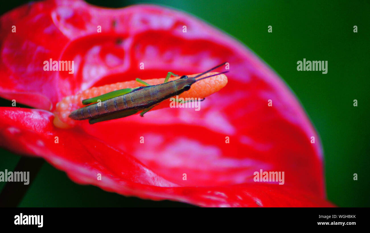 Anthurium flower hi-res stock photography and images - Alamy