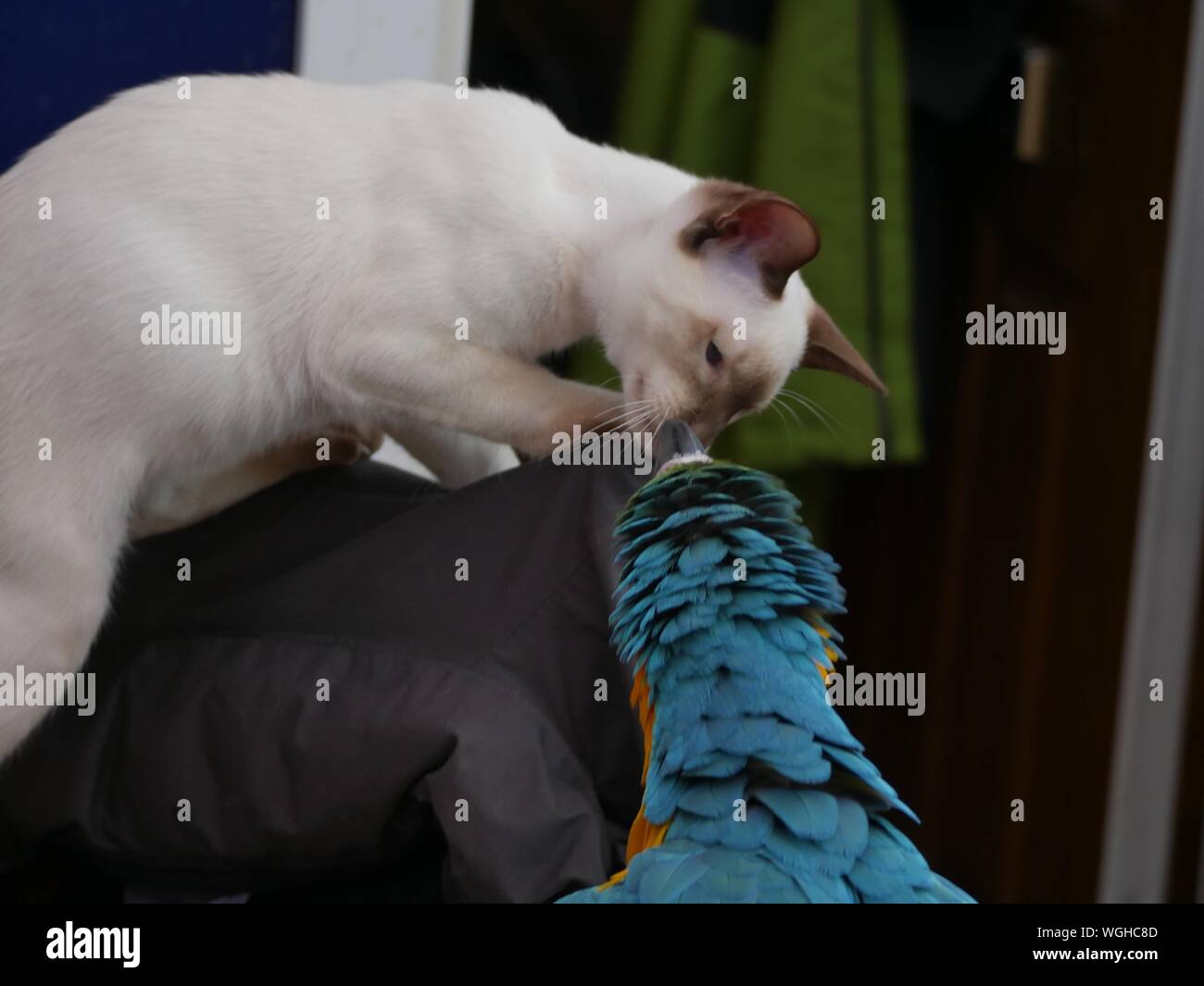 Parrot and cat hi-res stock photography and images - Alamy