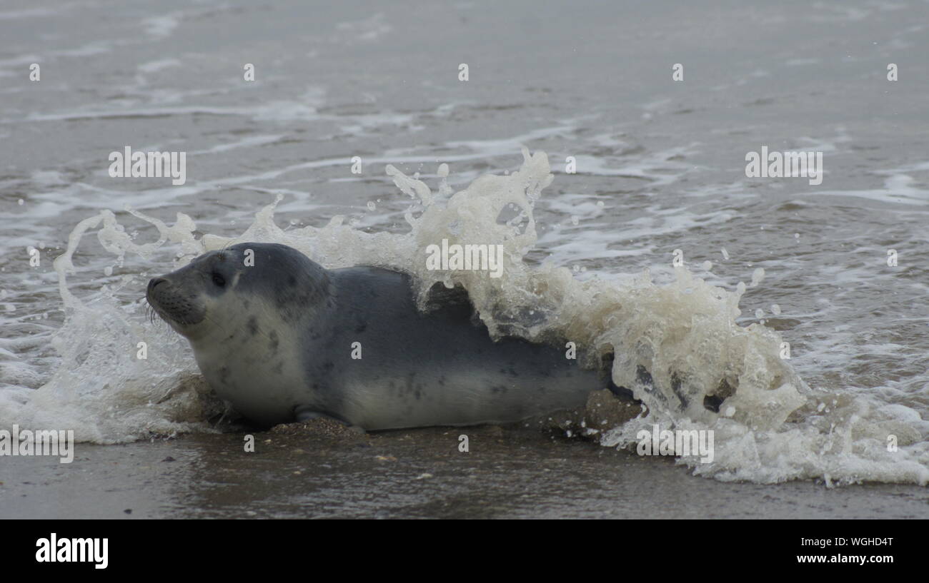 Seal splashing in the water hi-res stock photography and images - Alamy