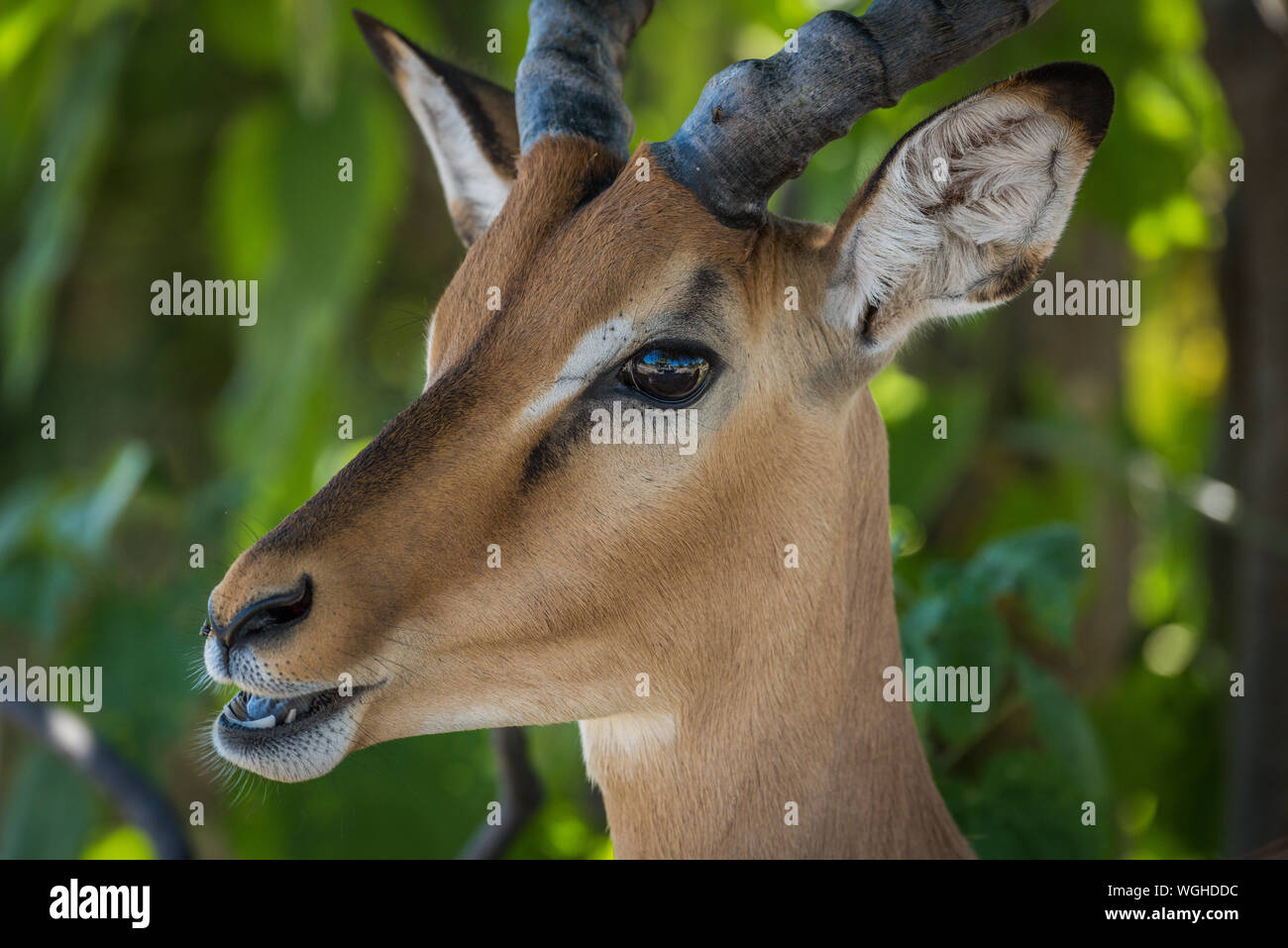 Impala head hi-res stock photography and images - Alamy