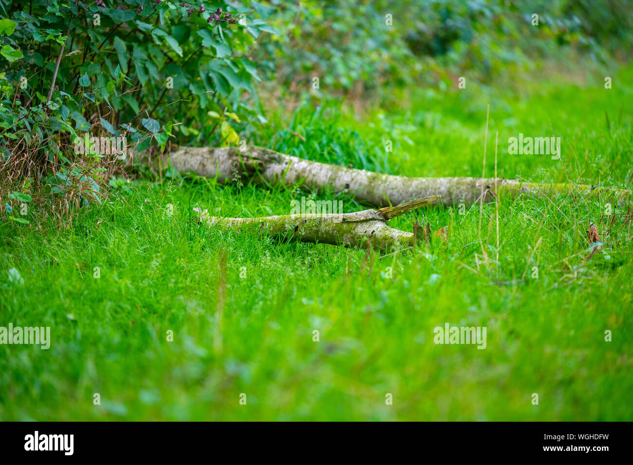 Destroyed trees after a storm line the path through nature Stock Photo ...