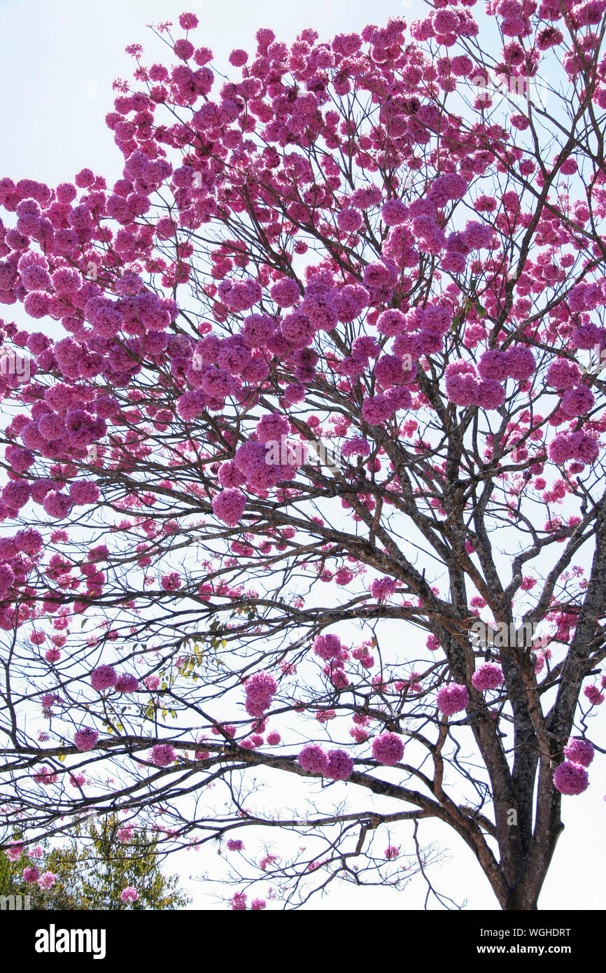 Bloom detail in purple ipe tree with bright blue sky Stock Photo - Alamy