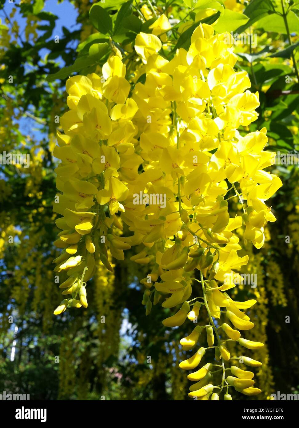 Flower chain hi-res stock photography and images - Alamy