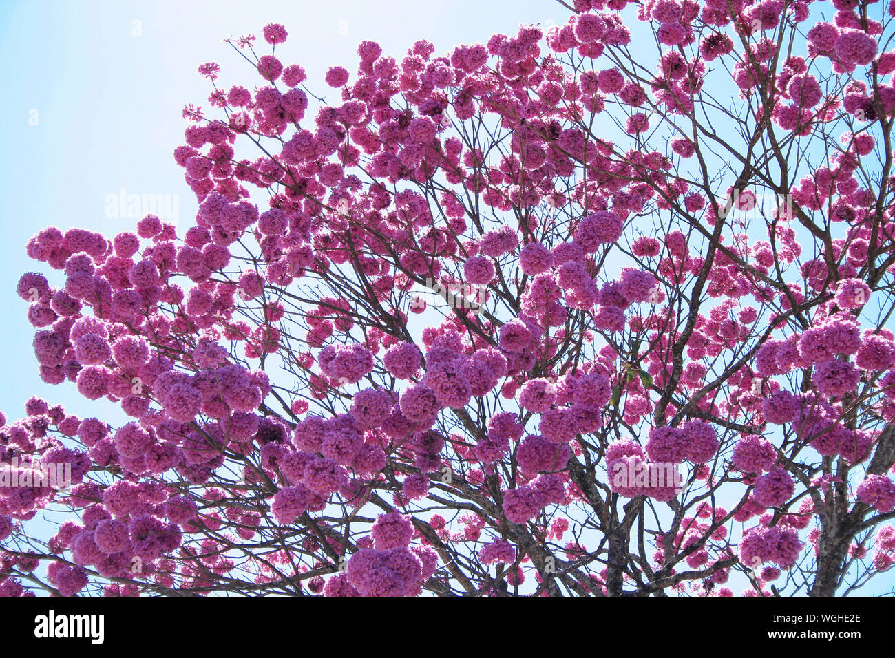 Bloom detail in purple ipe tree with bright blue sky Stock Photo - Alamy