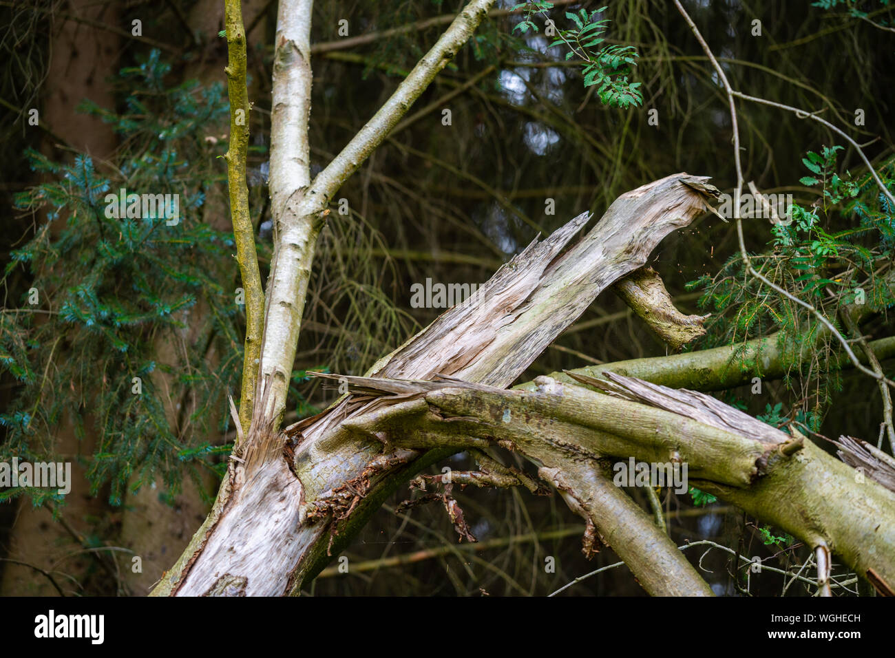 Destroyed trees after a storm line the path through nature Stock Photo ...