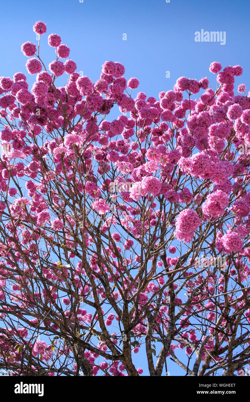 Bloom detail in purple ipe tree with bright blue sky Stock Photo - Alamy