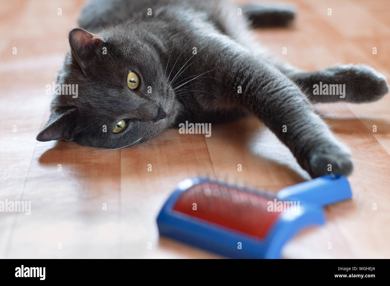 Combing lying hi-res stock photography and images - Alamy
