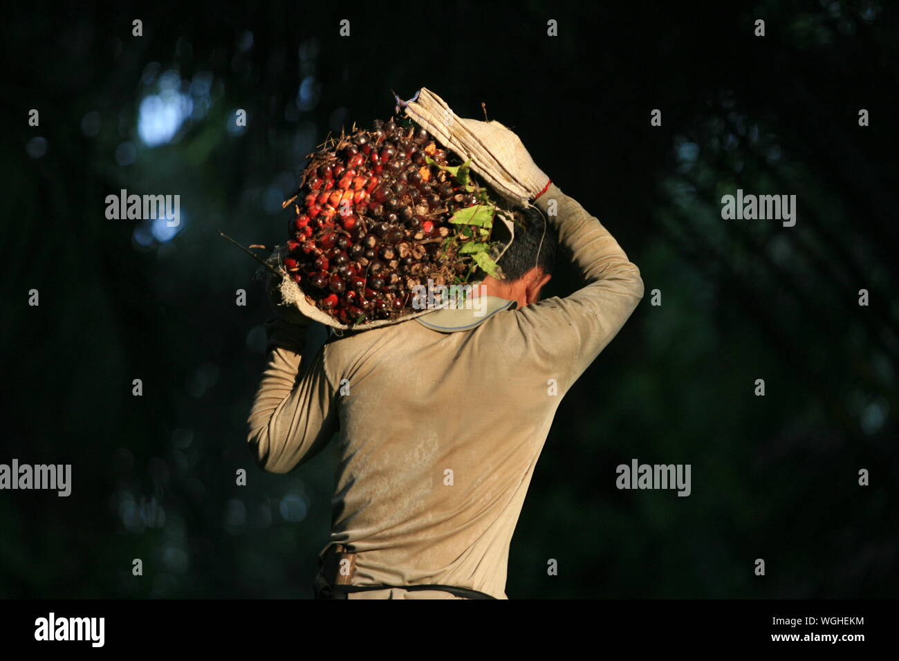 Carrying on palm hi-res stock photography and images - Alamy