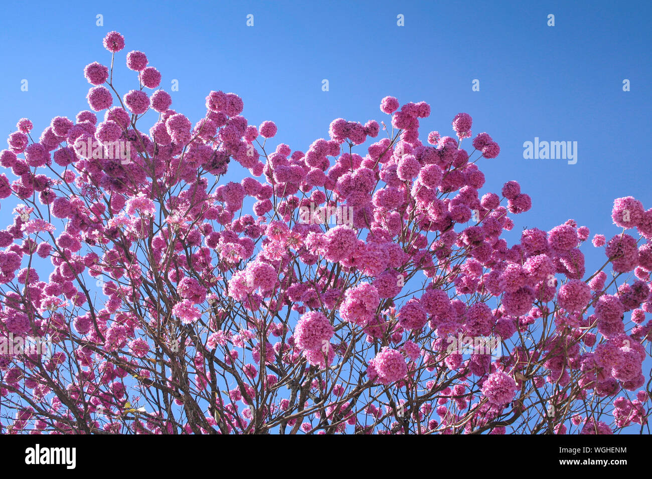Bloom detail in purple ipe tree with bright blue sky Stock Photo - Alamy
