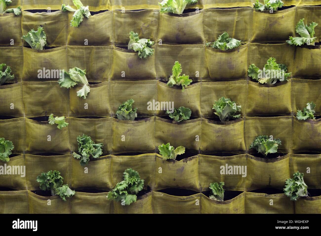 Pocket plants hi-res stock photography and images - Alamy