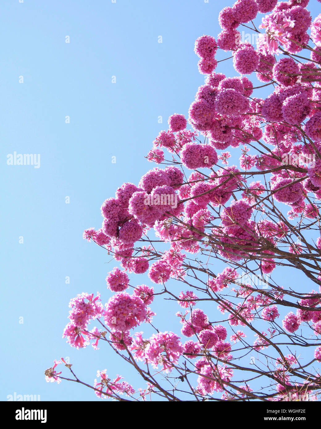 Bloom detail in purple ipe tree with bright blue sky Stock Photo - Alamy
