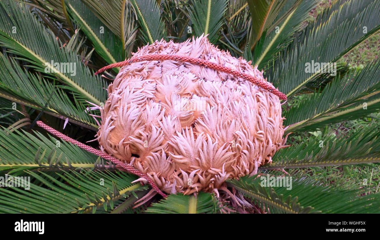 Sago tree hi-res stock photography and images - Alamy