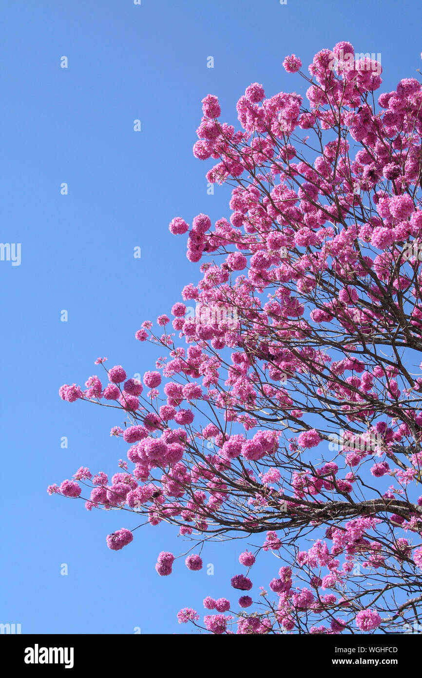Bloom detail in purple ipe tree with bright blue sky Stock Photo - Alamy