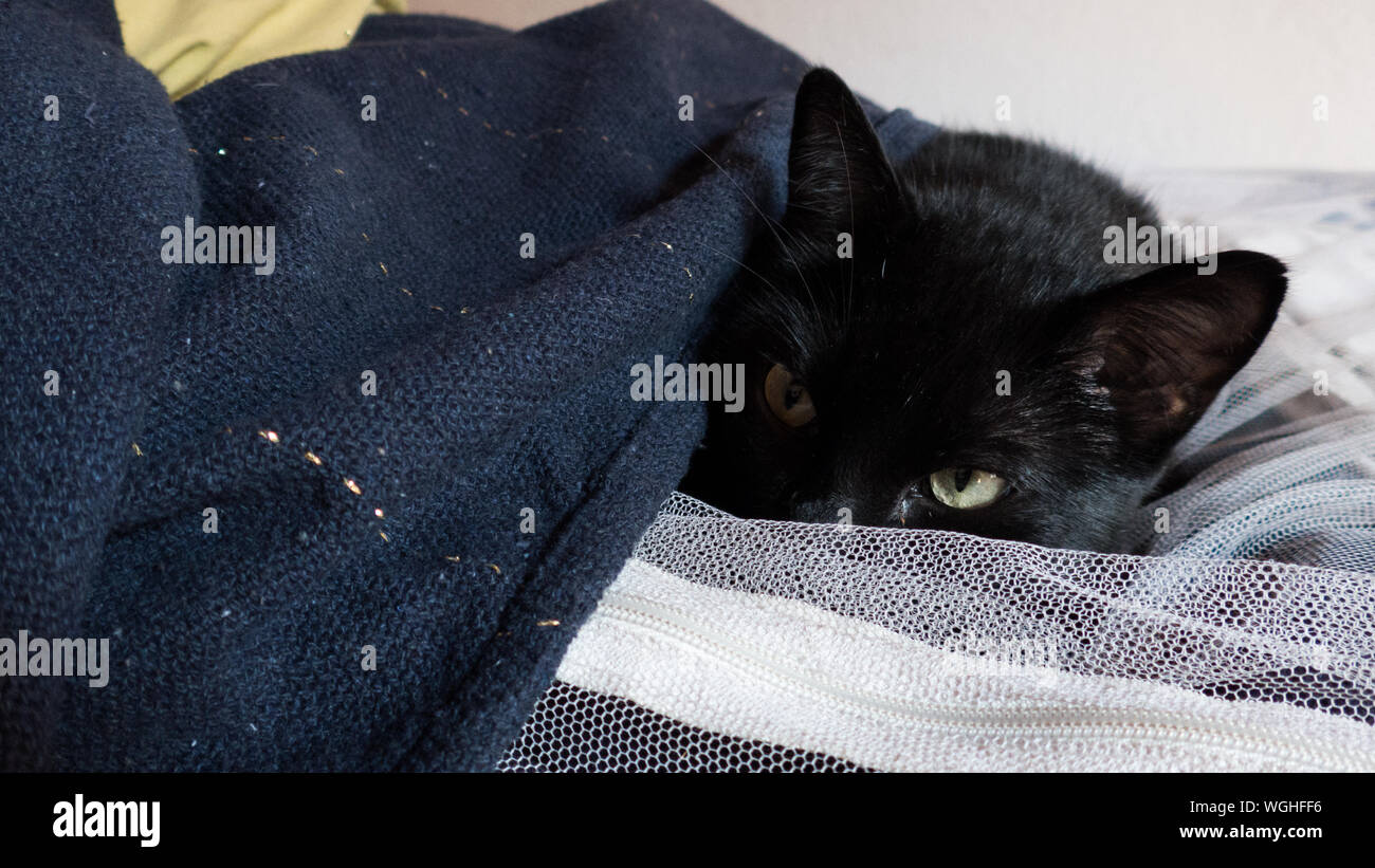 Portrait Of Black Cat Relaxing On Bed At Home Stock Photo - Alamy