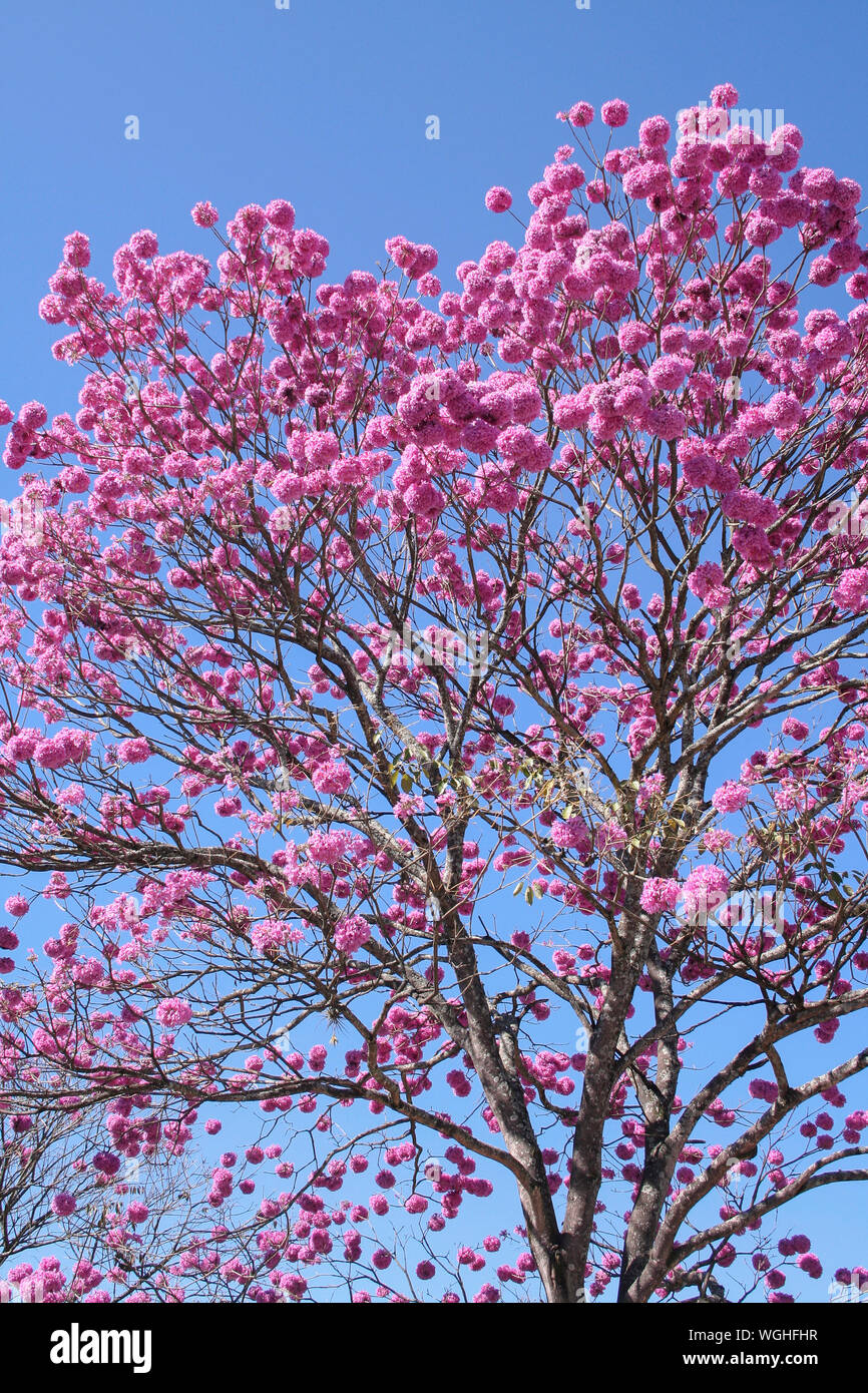 Bloom detail in purple ipe tree with bright blue sky Stock Photo - Alamy