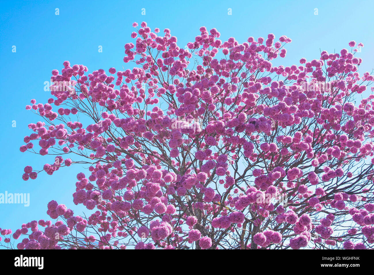 Ipe purple flower hi-res stock photography and images - Alamy