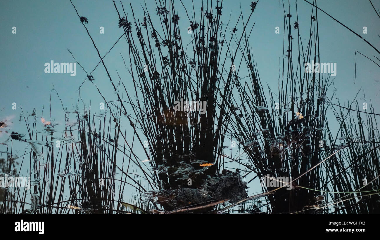 Twigs in the water hi-res stock photography and images - Alamy