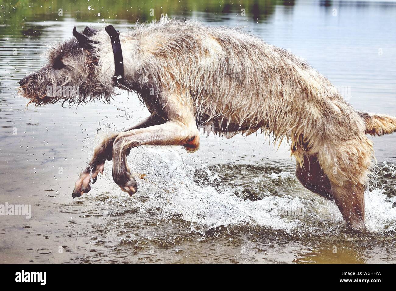 Dog Jumping Up Side View High Resolution Stock Photography and Images ...