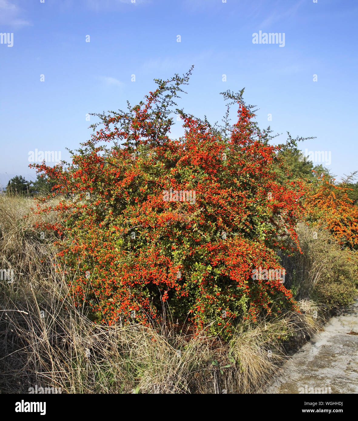 Evzonoi hi-res stock photography and images - Alamy