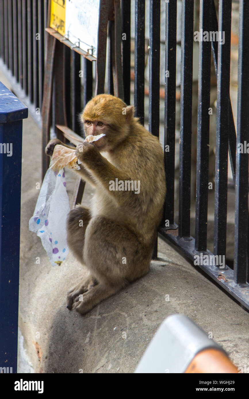 The Monkey Gate High Resolution Stock Photography and Images - Alamy