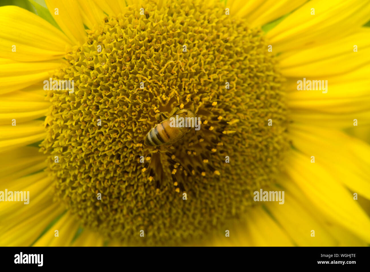 South korea honey bee hi-res stock photography and images - Alamy