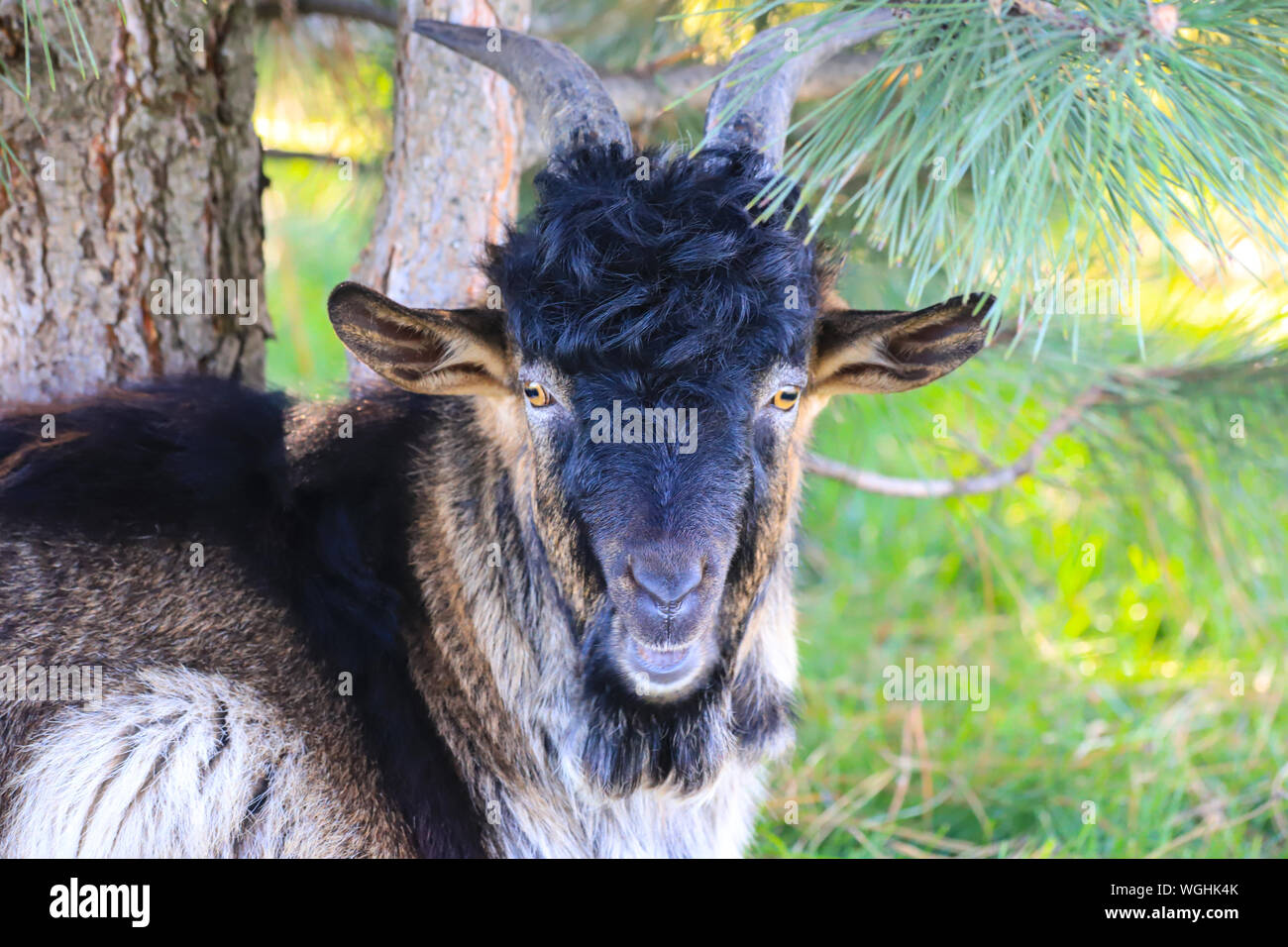 A beautiful black horned goat with big horns stands on an autumn farm ...
