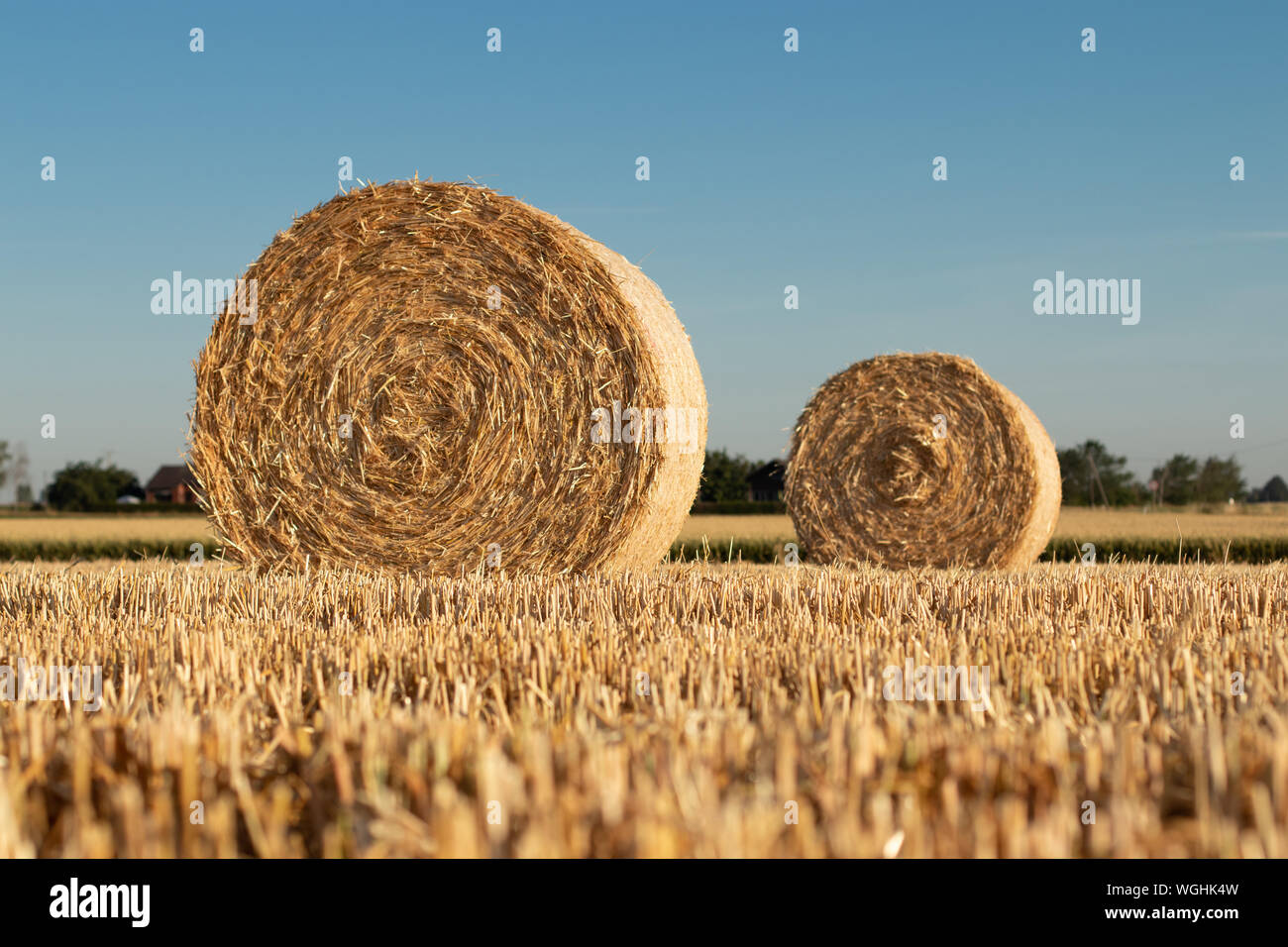 Barley bundle hi-res stock photography and images - Alamy