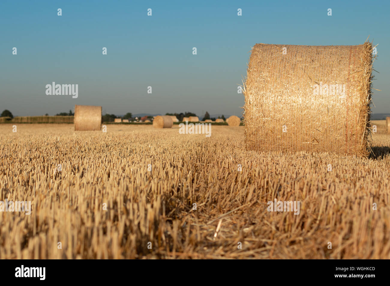 Barley bundle hi-res stock photography and images - Alamy