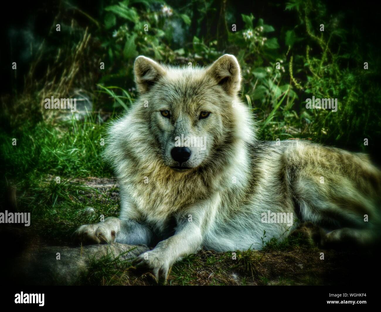 Portrait Of Wolf Relaxing In Forest Stock Photo - Alamy