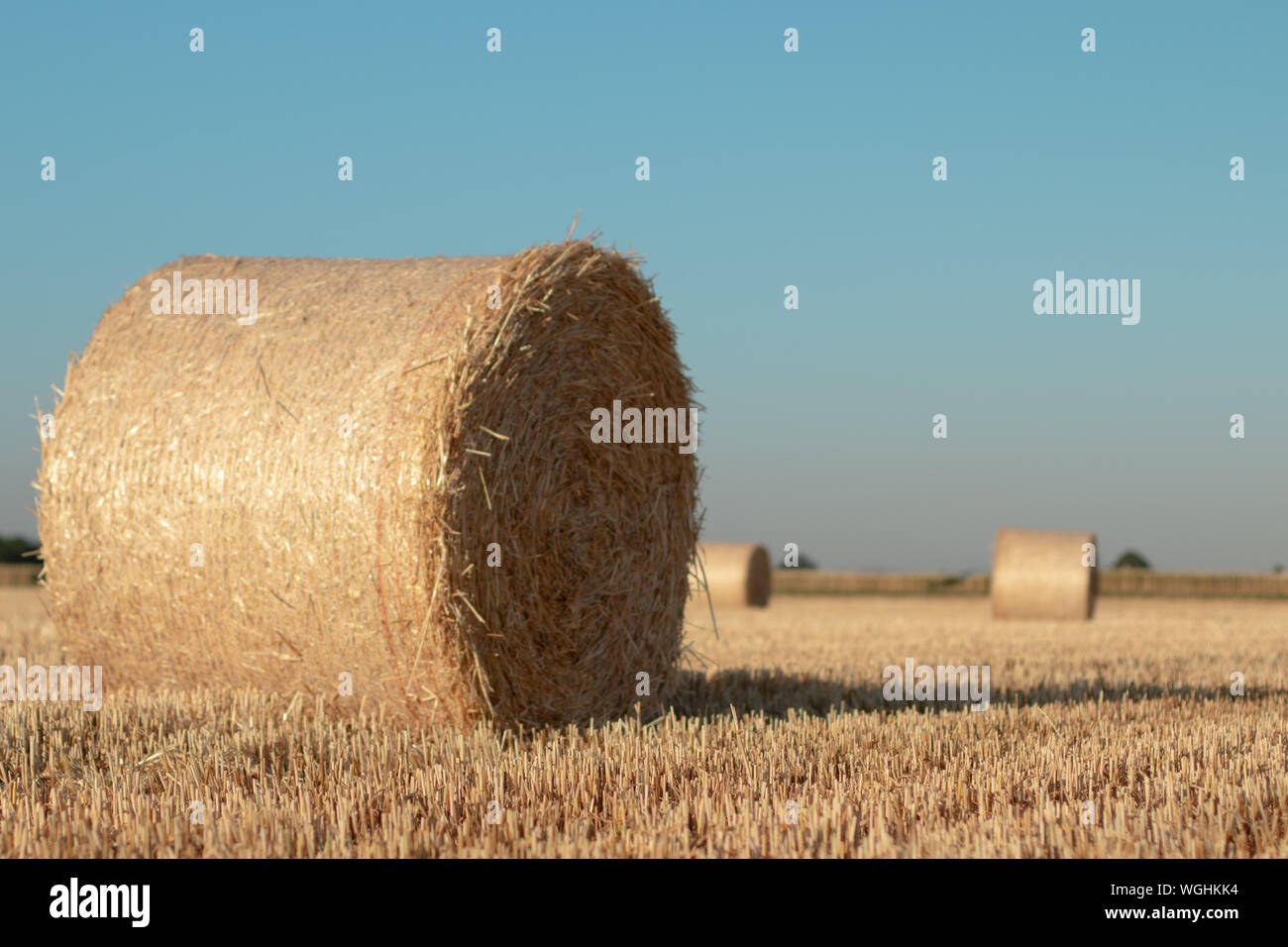 Barley bundle hi-res stock photography and images - Alamy