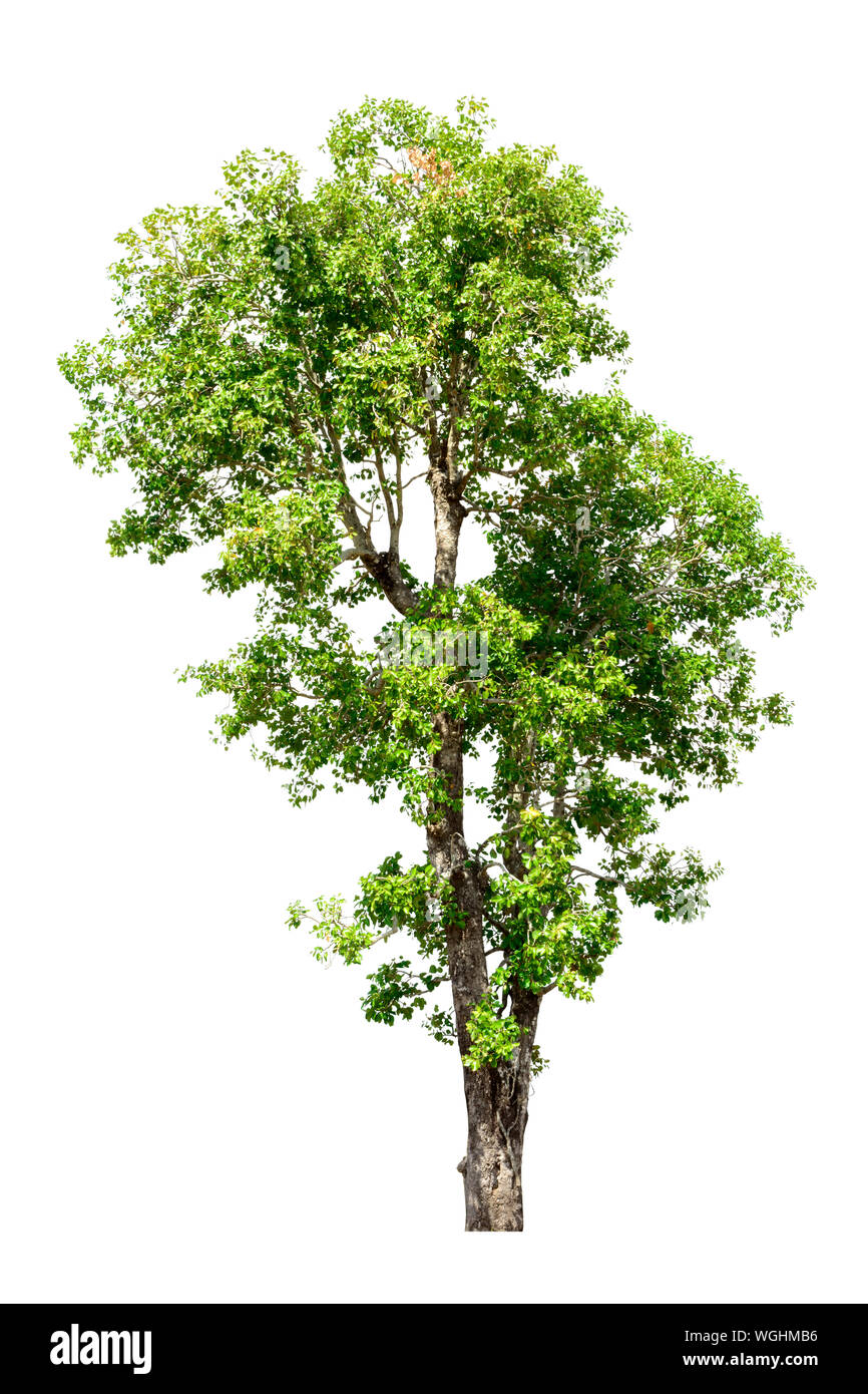 Tree Against White Background Stock Photo - Alamy