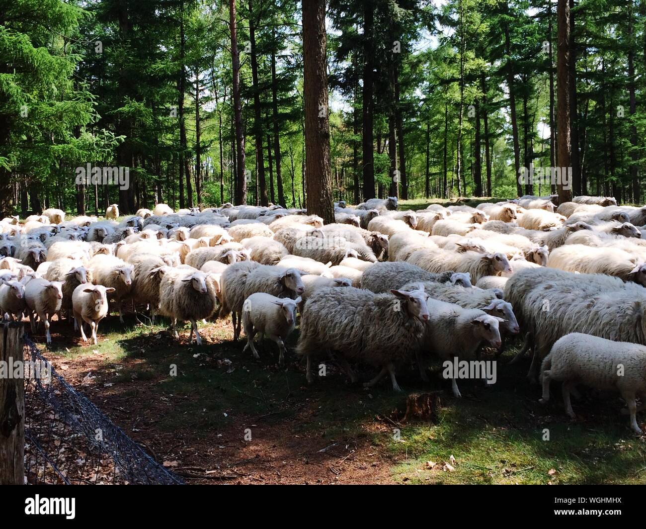 Sheep and forest hi-res stock photography and images - Alamy