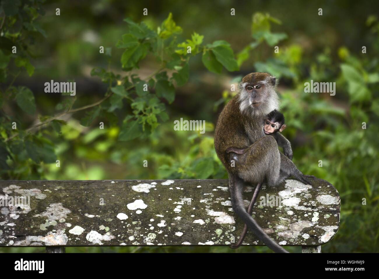 Monkey on stone hi-res stock photography and images - Alamy