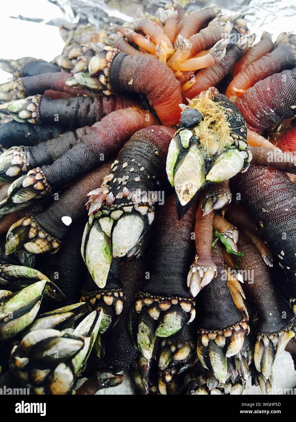 Goose barnacles hi-res stock photography and images - Alamy