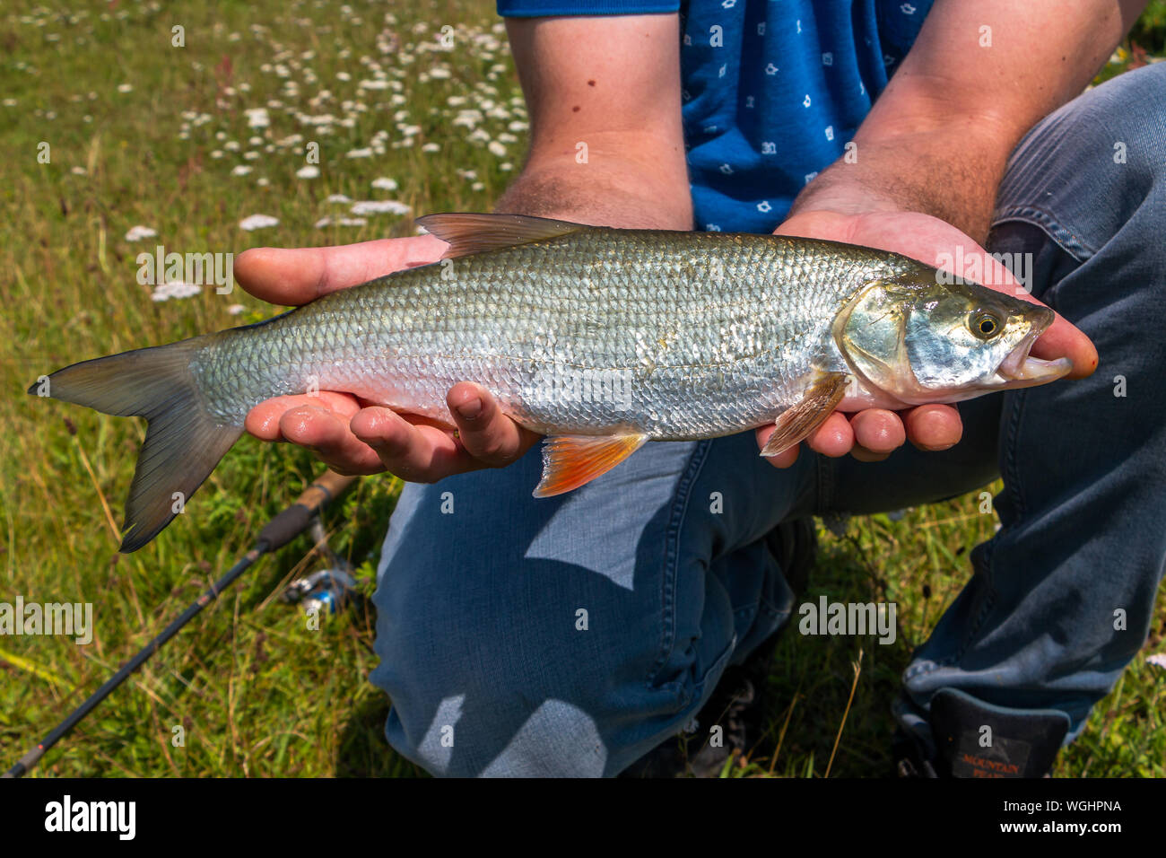 Asp hi-res stock photography and images - Alamy