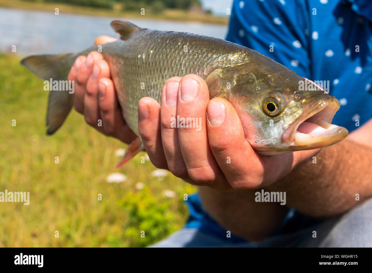 Asp hi-res stock photography and images - Alamy